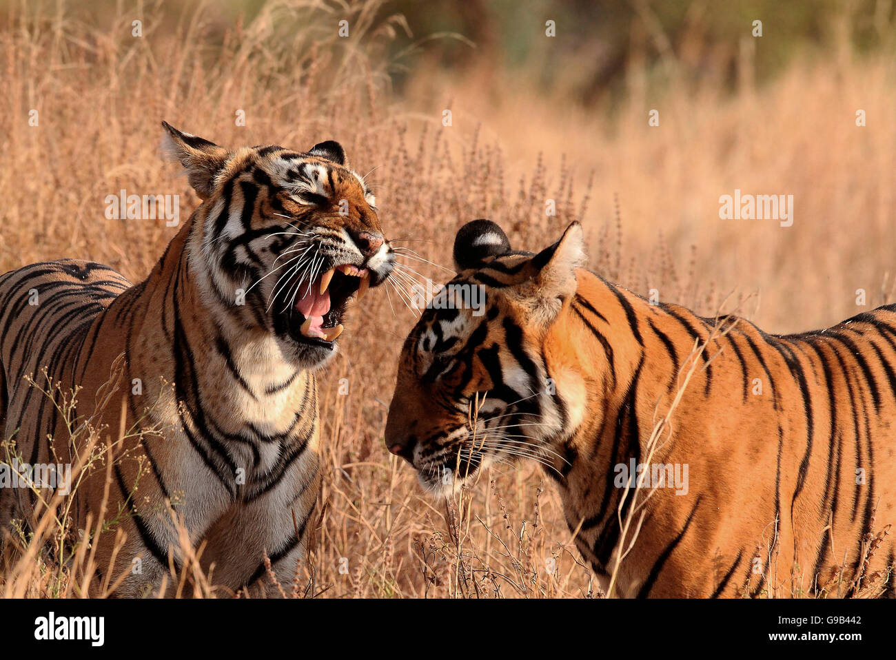 Bengal tiger snarling hi-res stock photography and images - Alamy