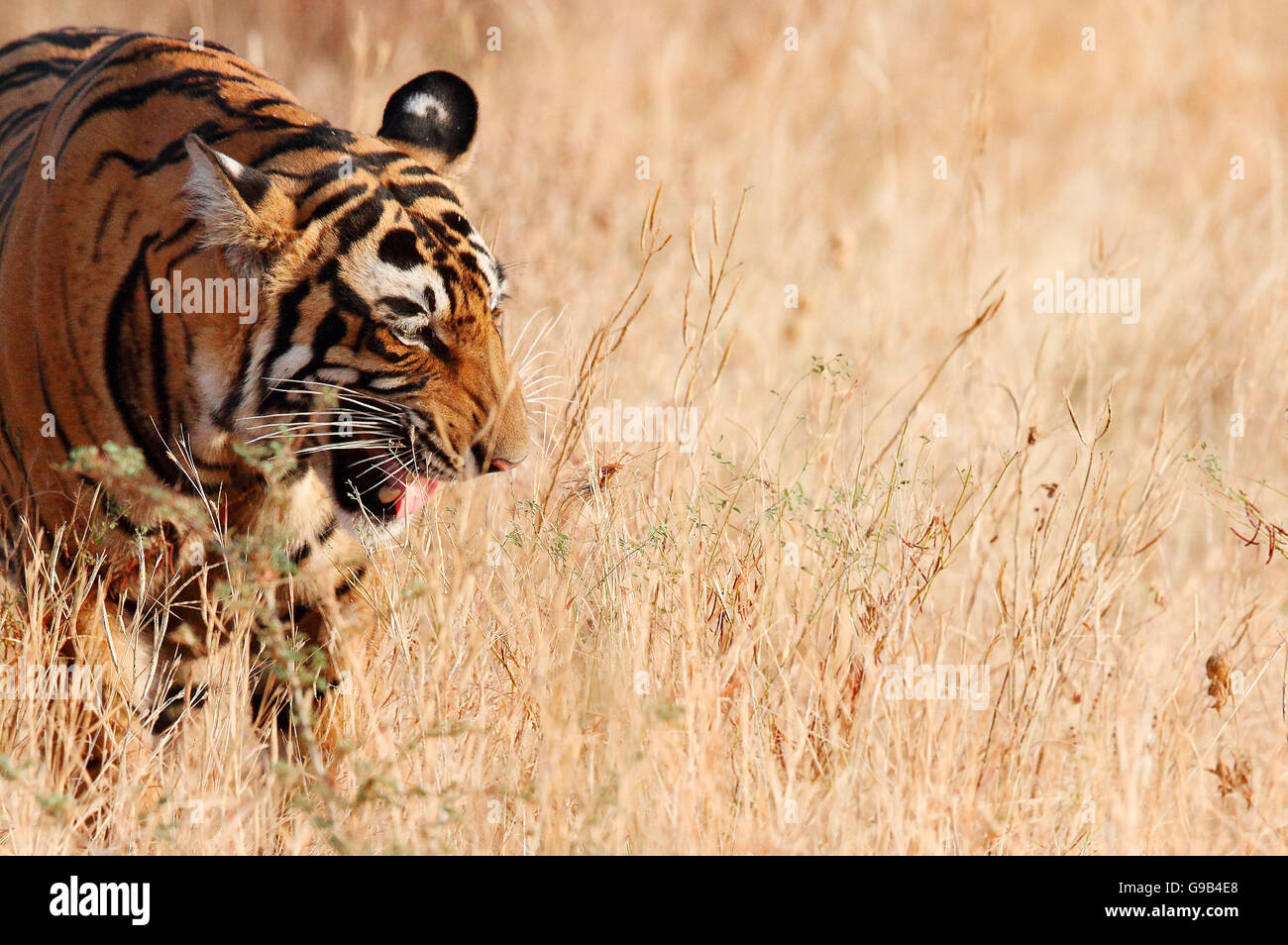 Bengal tiger snarling hi-res stock photography and images - Alamy