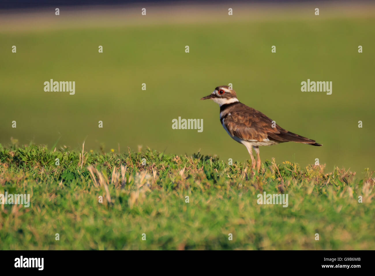 Killdeer running on the ground Stock Photo - Alamy