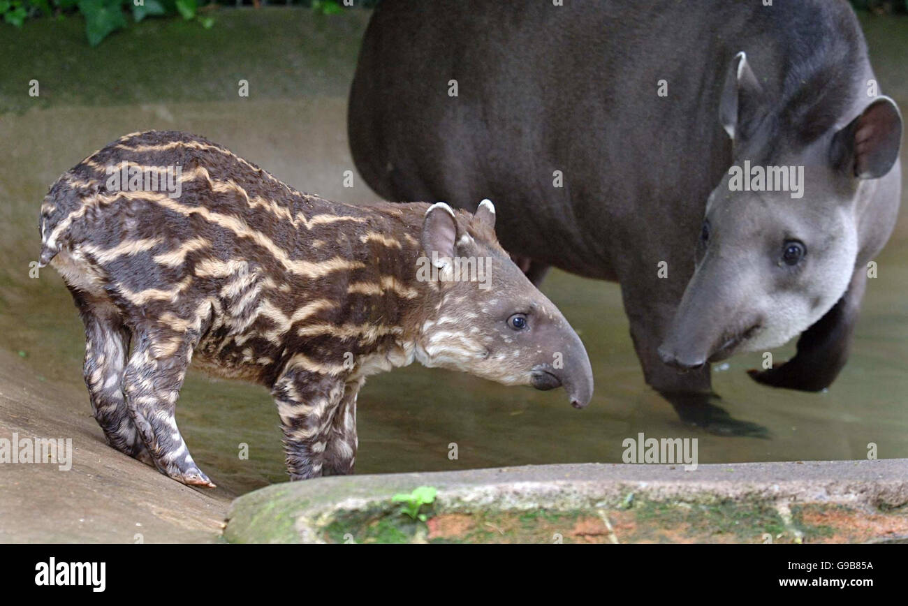 Baby tapir calf born 23 April with her mother Tamang in their enclosure ...