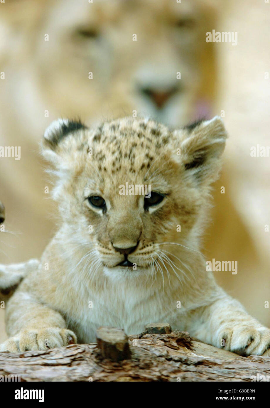 One of four newly born lion cubs plays under the watchful eyes of its ...