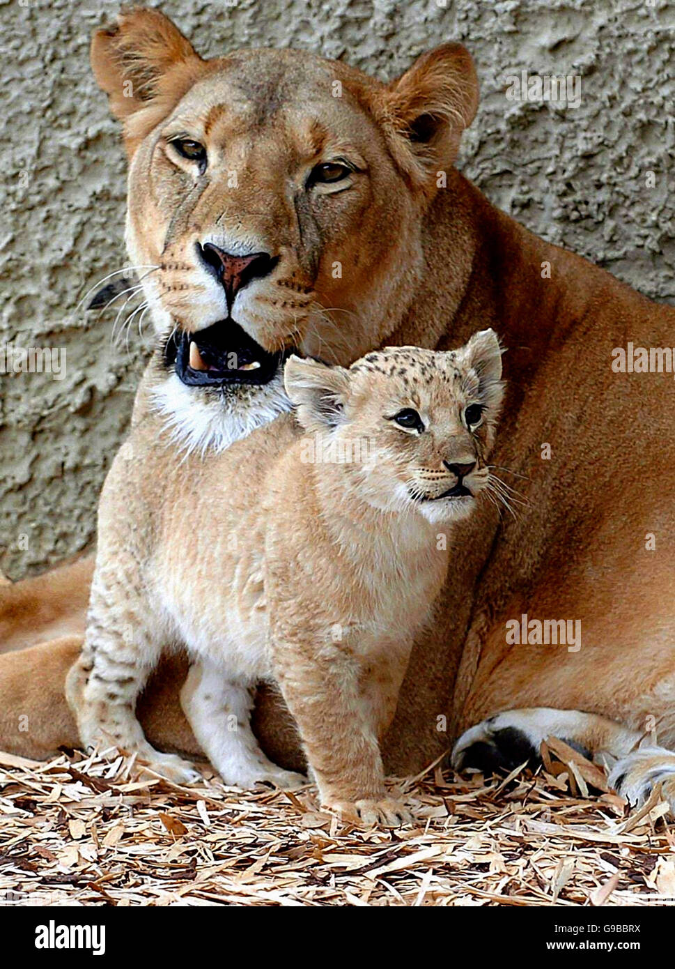 One of four newly born lion cubs plays under the watchful eyes of its ...