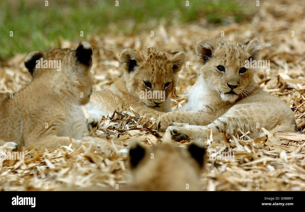 Born at whipsnade wild animal park hi-res stock photography and images ...