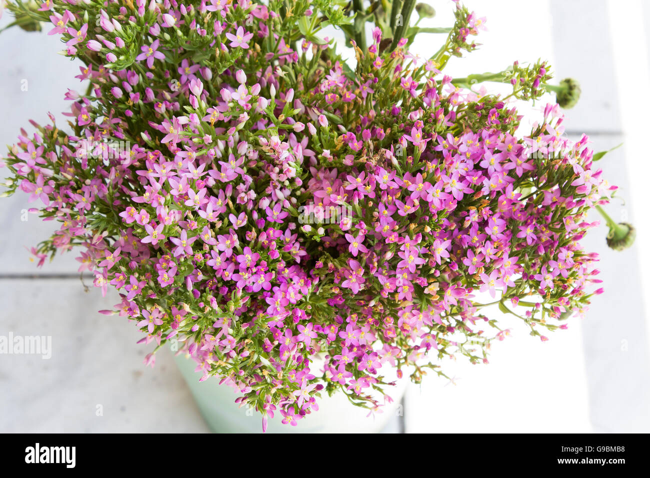 Common Centaury ( Centaurium Erythraea ) Flowers Stock Photo - Alamy