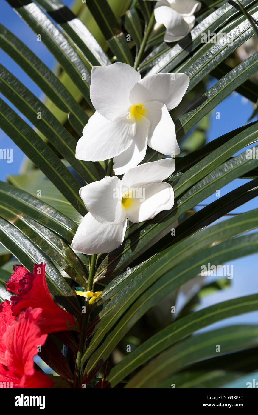 Seychelles flowers hi-res stock photography and images - Alamy
