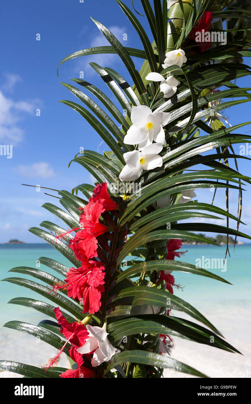 Seychelles flower hi-res stock photography and images - Alamy