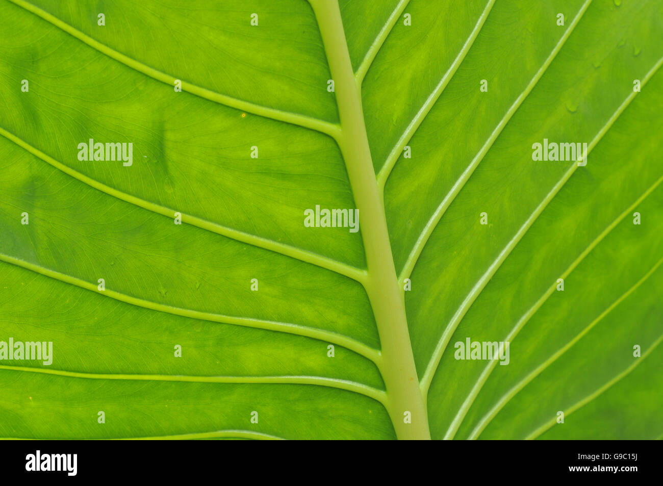 Detail of a leaf veins Stock Photo - Alamy