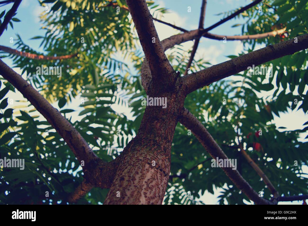 Tree captured from down to top Stock Photo - Alamy