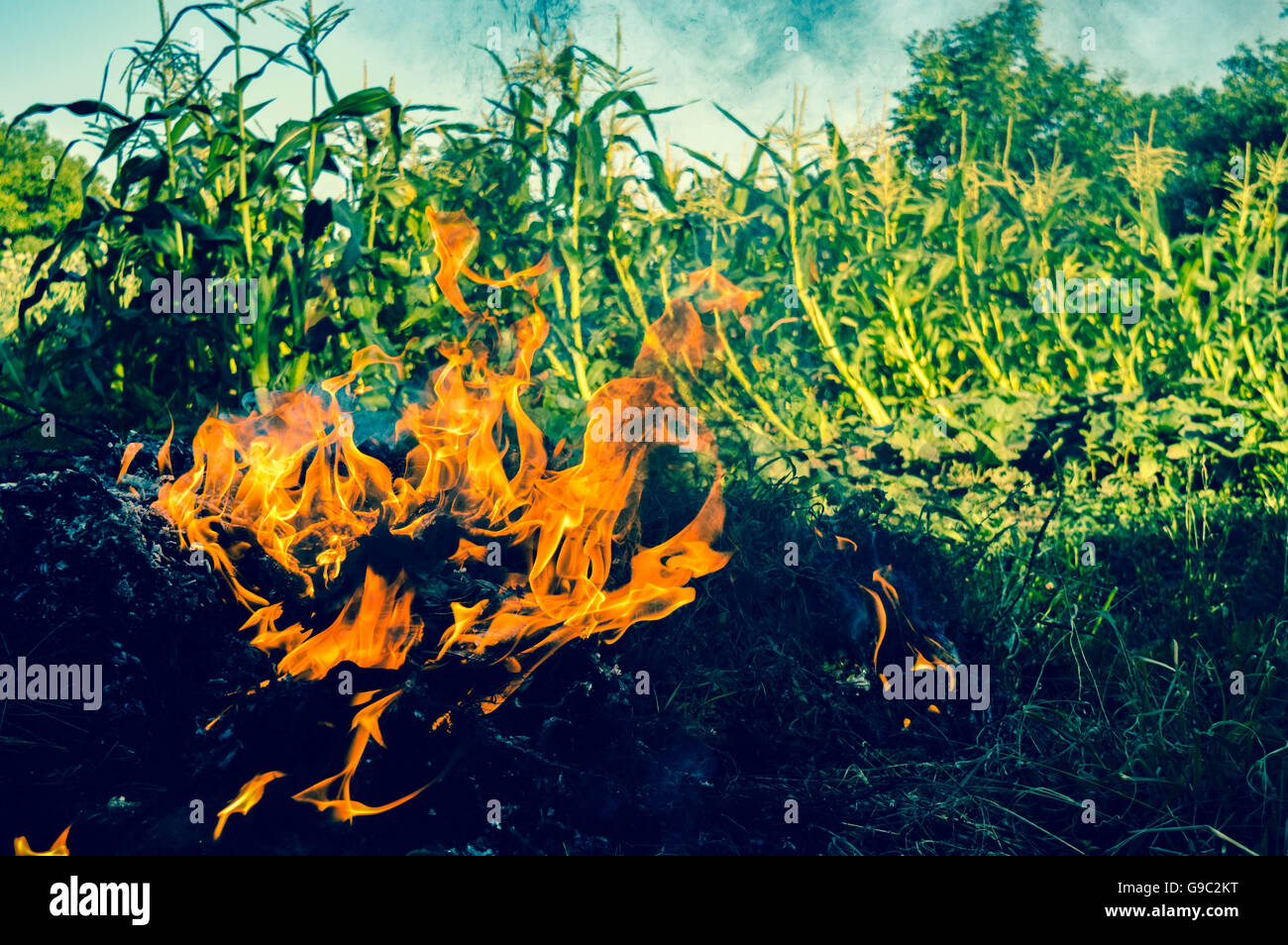 Fire captured behind cornfield Stock Photo - Alamy