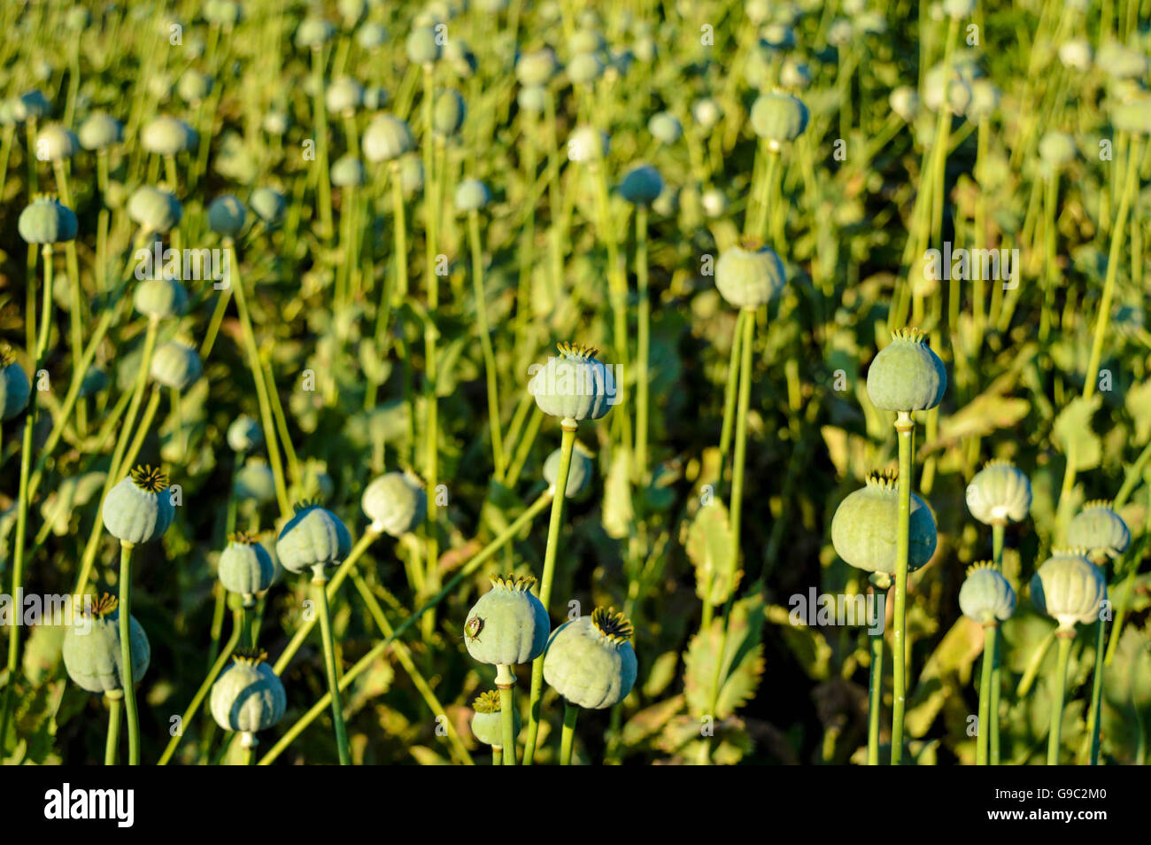 Opium Poppy Field Stock Photo - Alamy