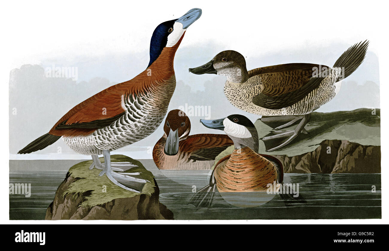 Scientific name oxyura jamaicensis hi-res stock photography and images ...