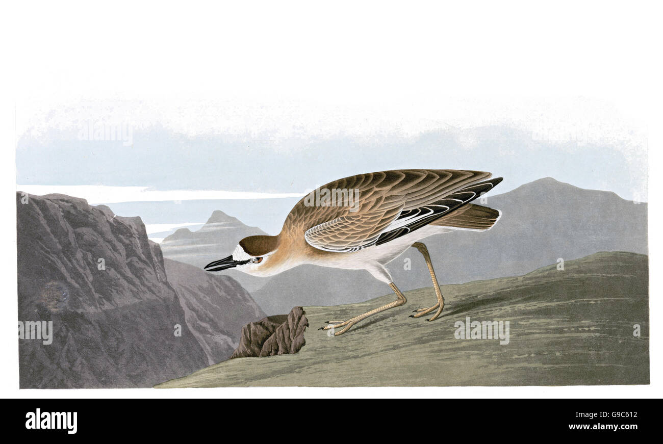 Mountain Plover, Charadrius montanus, birds, 1827 - 1838 Stock Photo ...