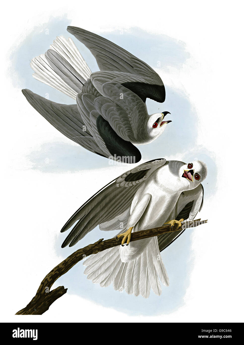 Black-shouldered Kite, Elanus caeruleus, birds, 1827 - 1838 Stock Photo ...