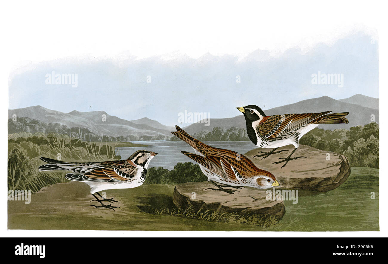 Family calcaridae hi-res stock photography and images - Alamy