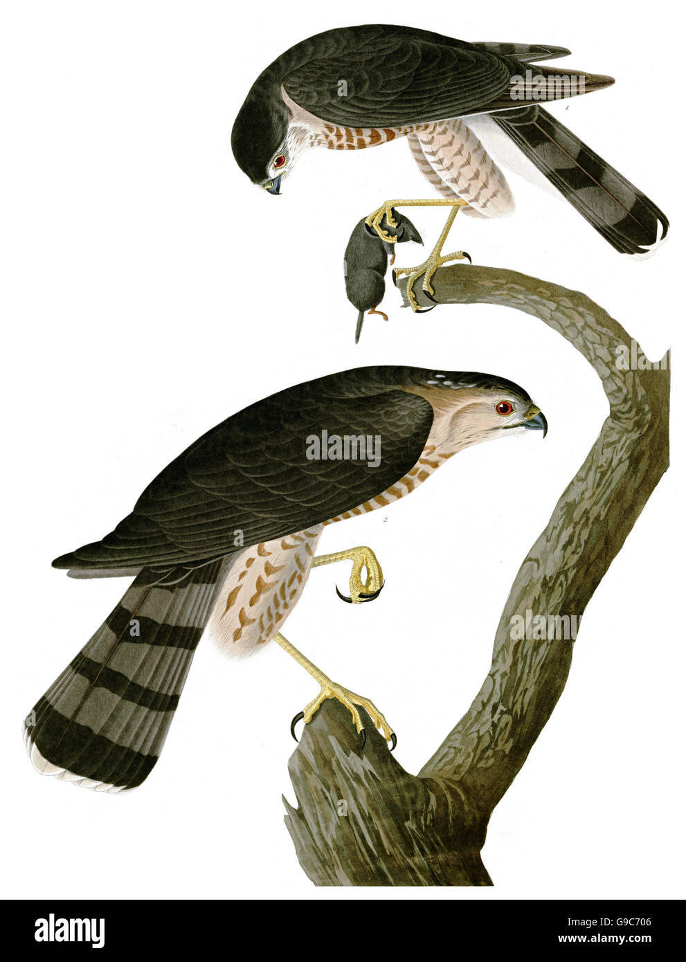 Sharp-shinned Hawk, Accipiter striatus, birds, 1827 - 1838 Stock Photo ...