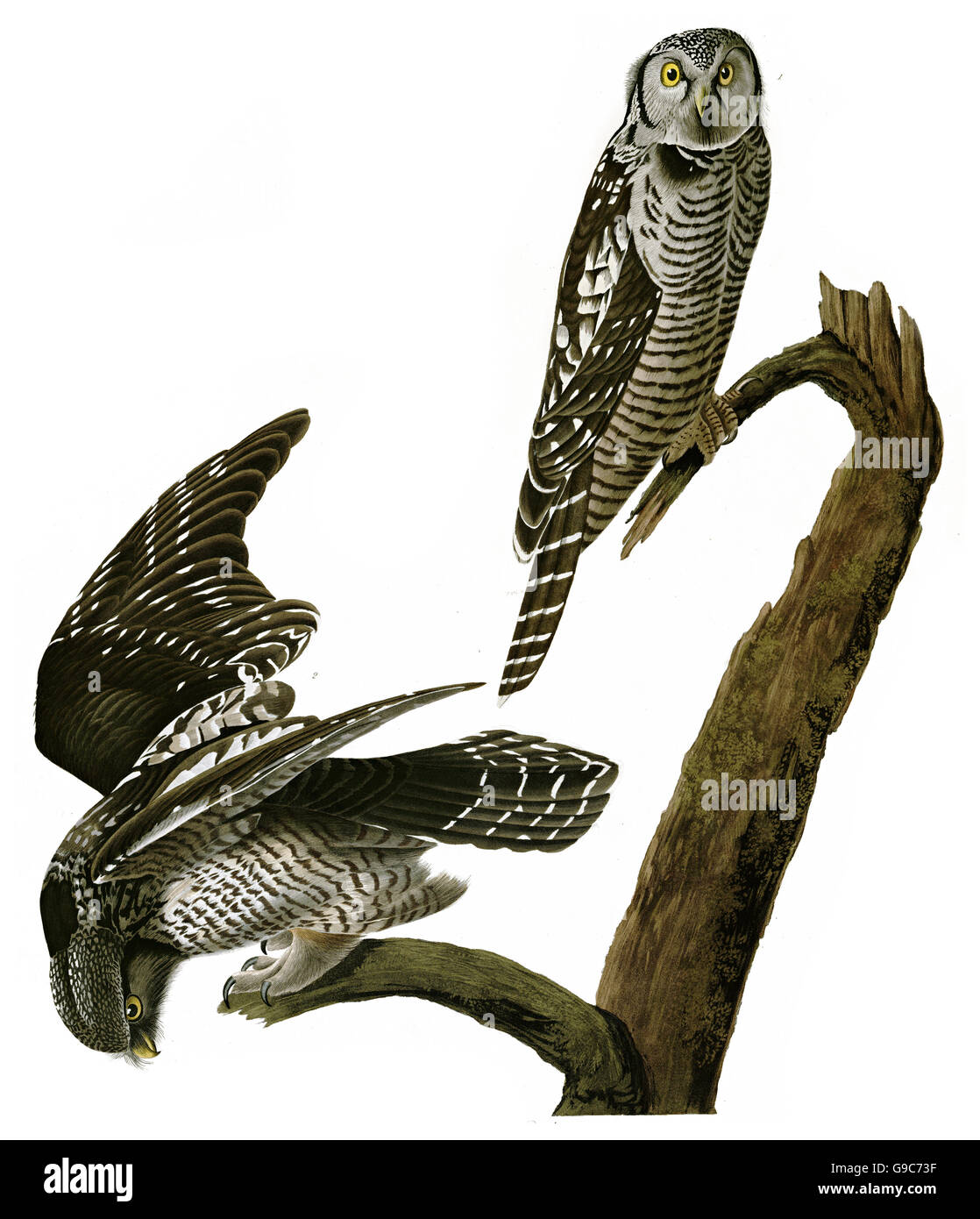 Northern Hawk Owl, Surnia ulula, birds, 1827 - 1838 Stock Photo - Alamy