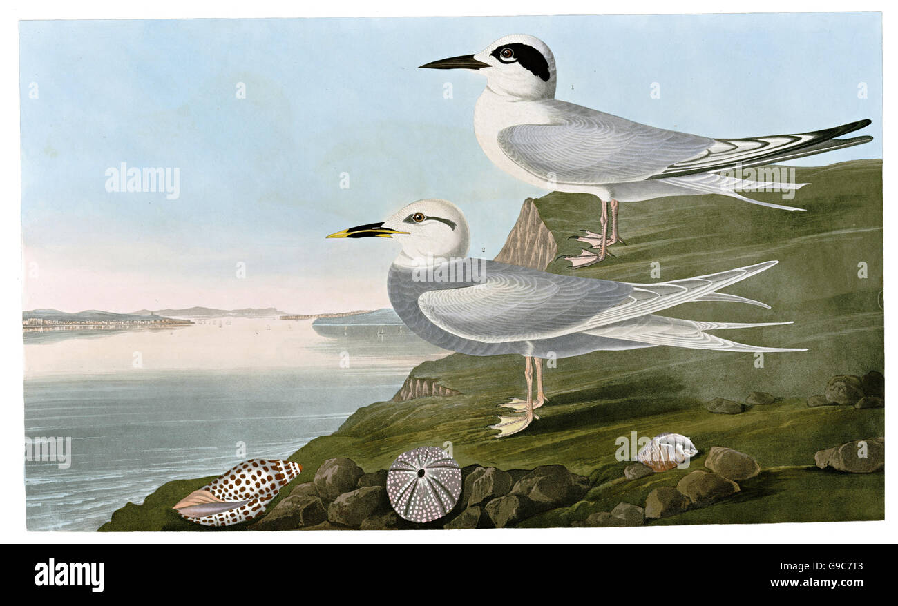 Species forsterseeschwalbe hi-res stock photography and images - Alamy