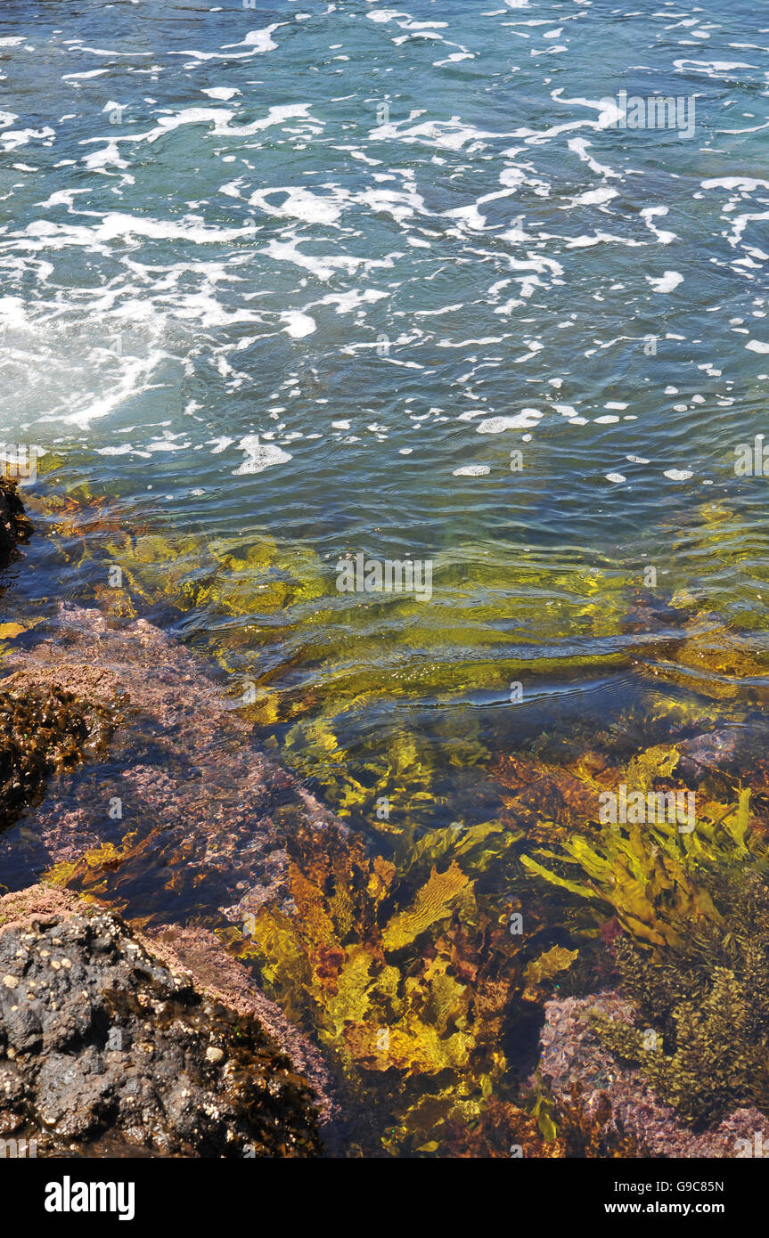 Seaweed in water growing on rocks Stock Photo - Alamy
