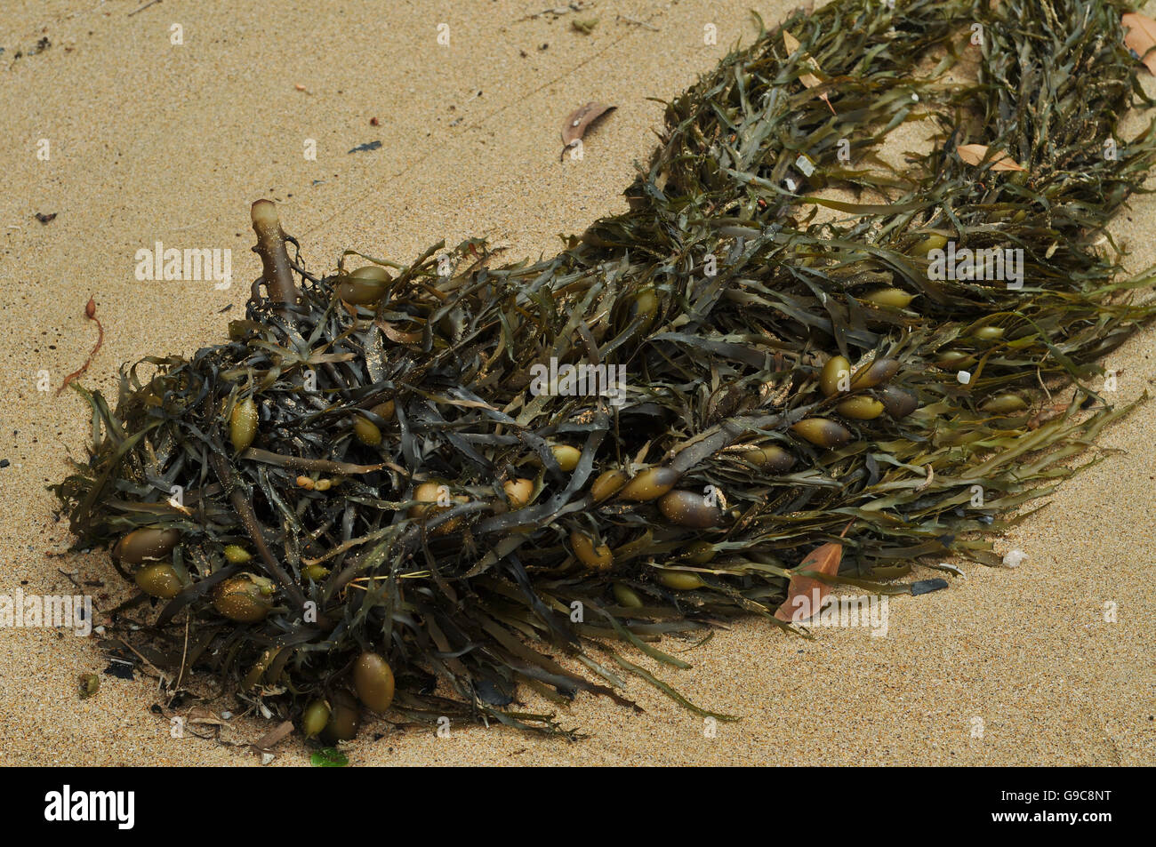 Seaweed clump hi-res stock photography and images - Alamy