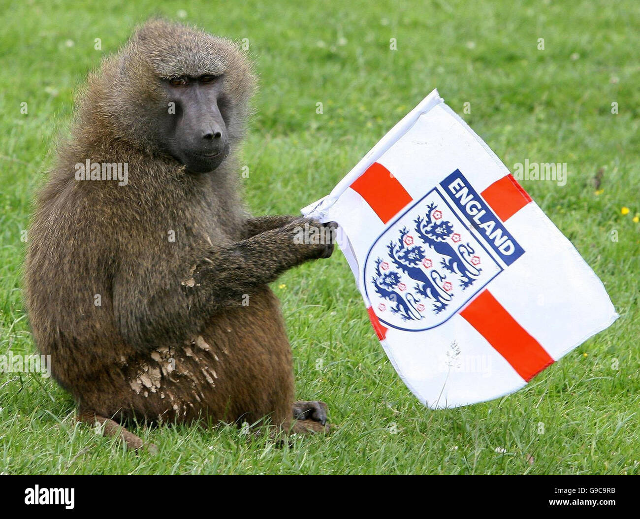 FIFA World Cup 2006 - baboon with England flag Stock Photo - Alamy