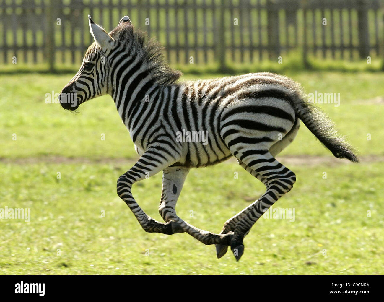 One-week-old zebra Tanu enjoys the sunshine after he was released into ...