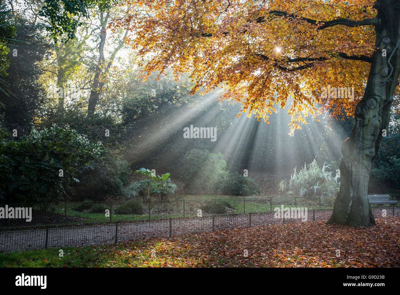 Sun rays through a tree Stock Photo - Alamy