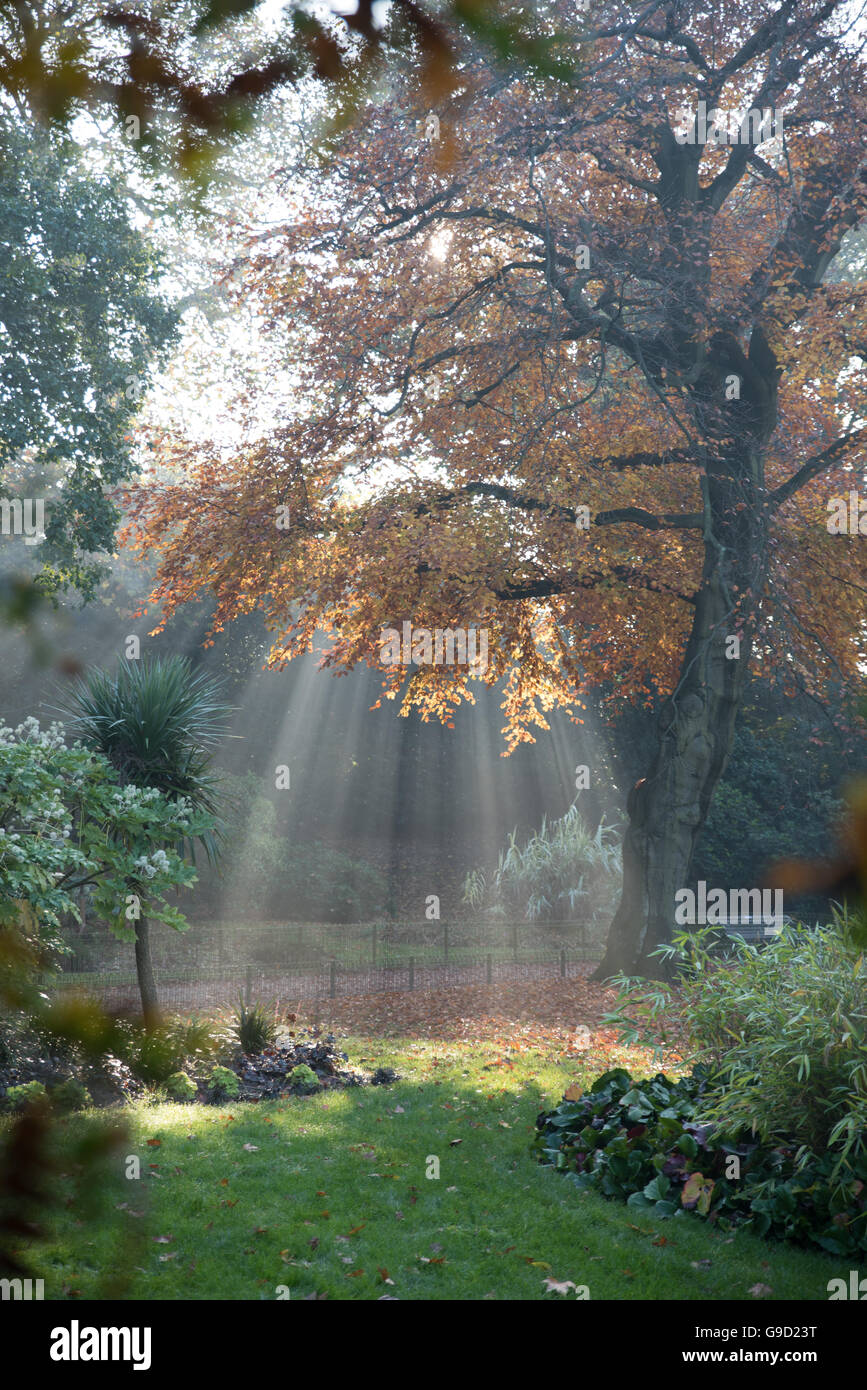Sun rays through a tree Stock Photo - Alamy