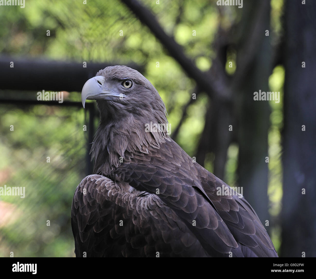 A beautiful royal eagle Stock Photo - Alamy