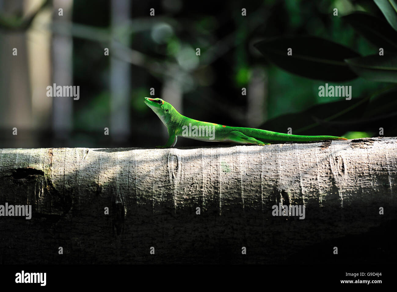 Gecko on a branch hi-res stock photography and images - Alamy
