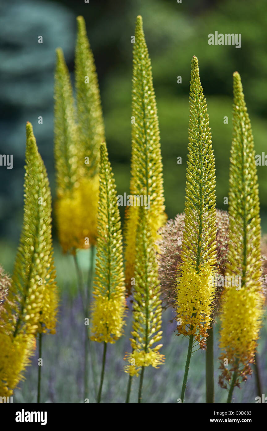 Foxtail lily ‘cleopatra’ hi-res stock photography and images - Alamy