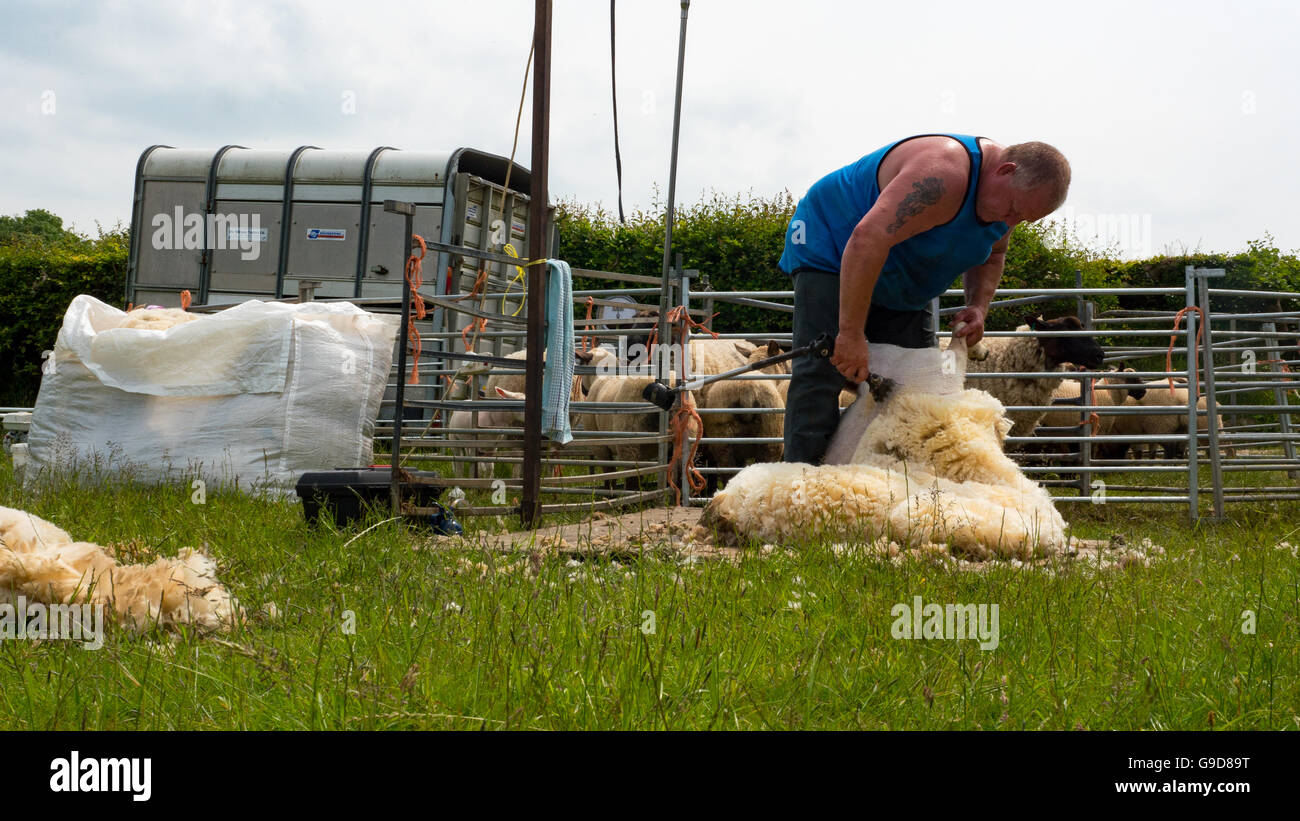 sheep shearing by local farmer Stock Photo - Alamy