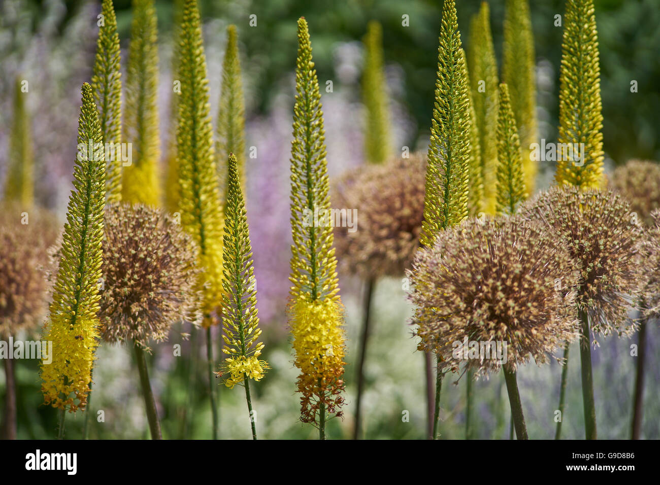 Eremurus isabellinus cleopatra foxtail lily hi-res stock photography ...