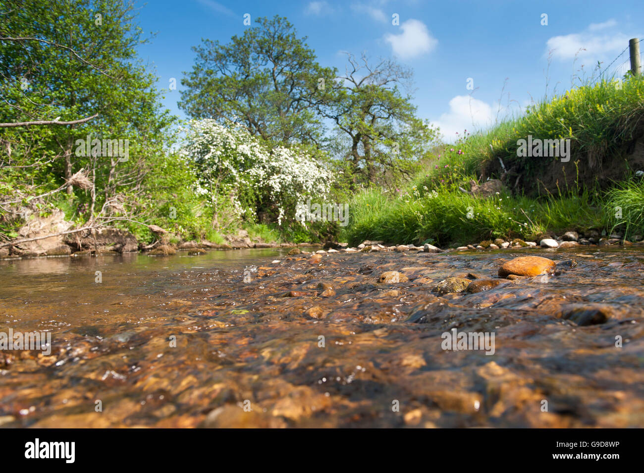 Small, clear unpolluted stream at a field edge, Forest of Bowland ...