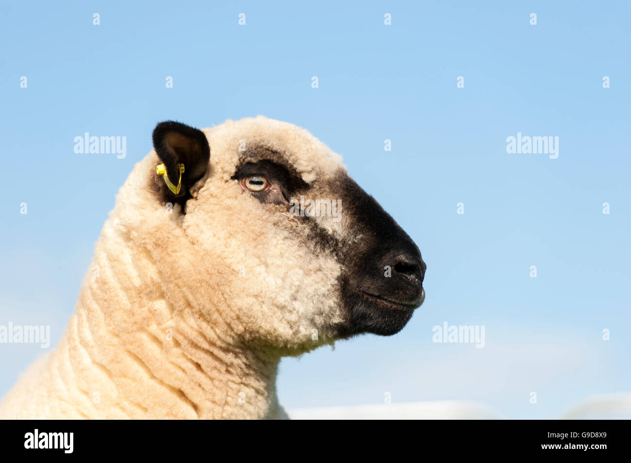 Hampshire Down ewe at an agricultural show, Cumbria, UK Stock Photo - Alamy