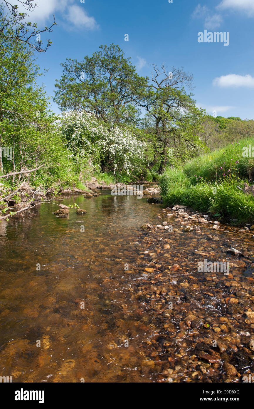 Small, clear unpolluted stream at a field edge, Forest of Bowland ...