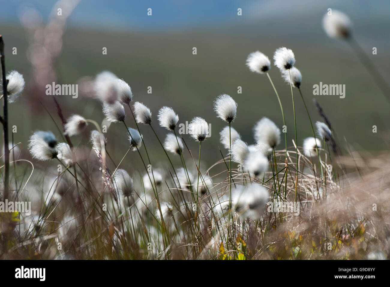 Upland cotton hi-res stock photography and images - Alamy