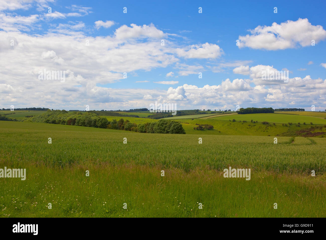 Green wheat fields in a scenic agricultural landscape with wildflowers ...