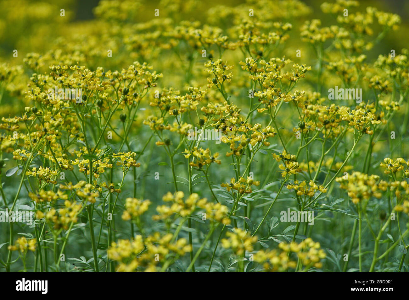 Ruta graveolens hi-res stock photography and images - Alamy