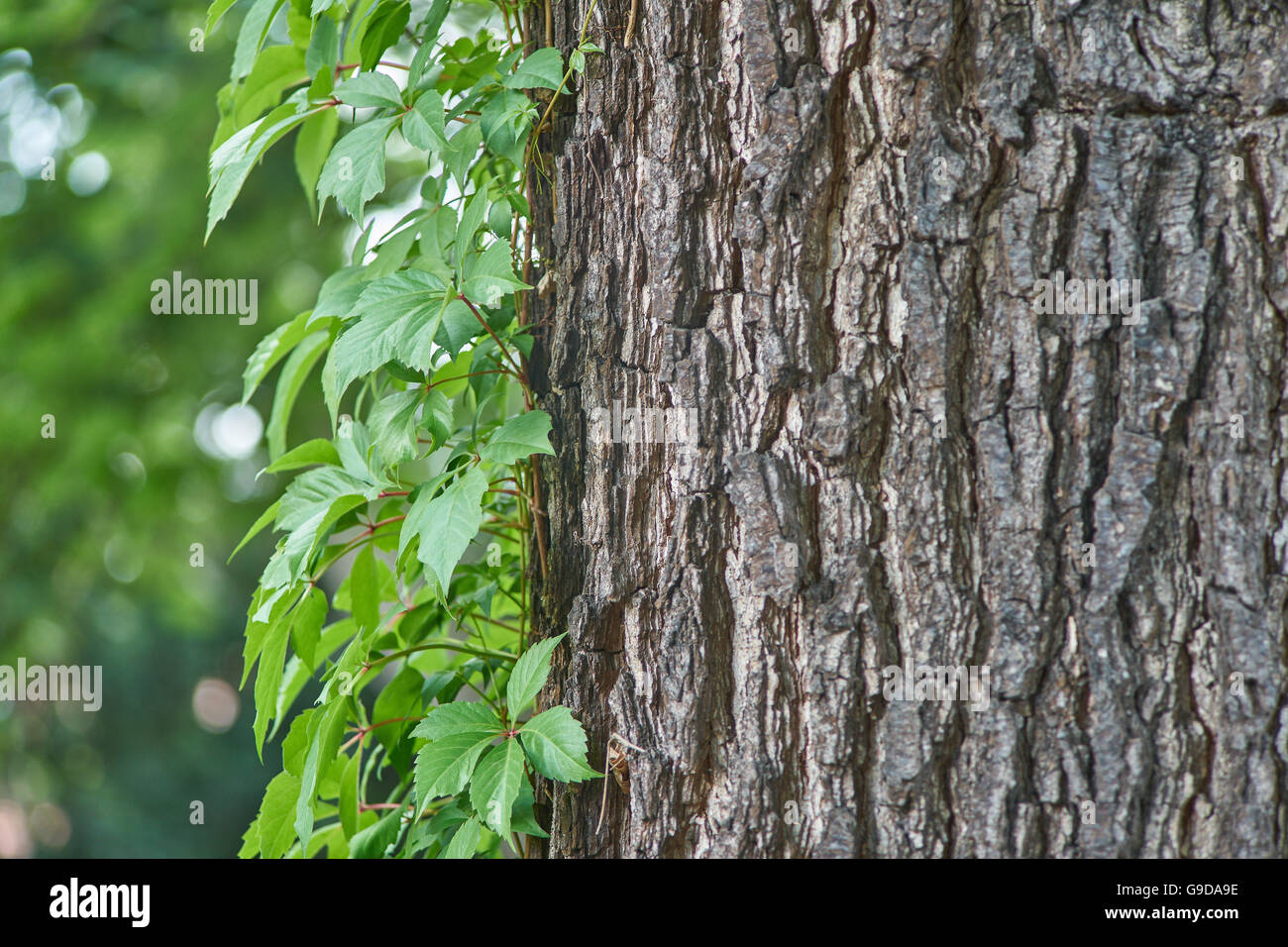 Virginia creeper green leaves on the old oak tree trunk bark Stock ...