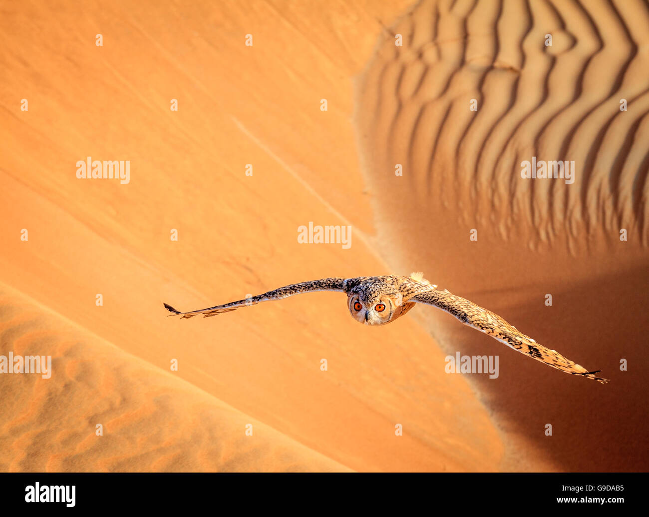 Desert Eagle Owl flying over dunes of Dubai Desert Conservation Reserve ...