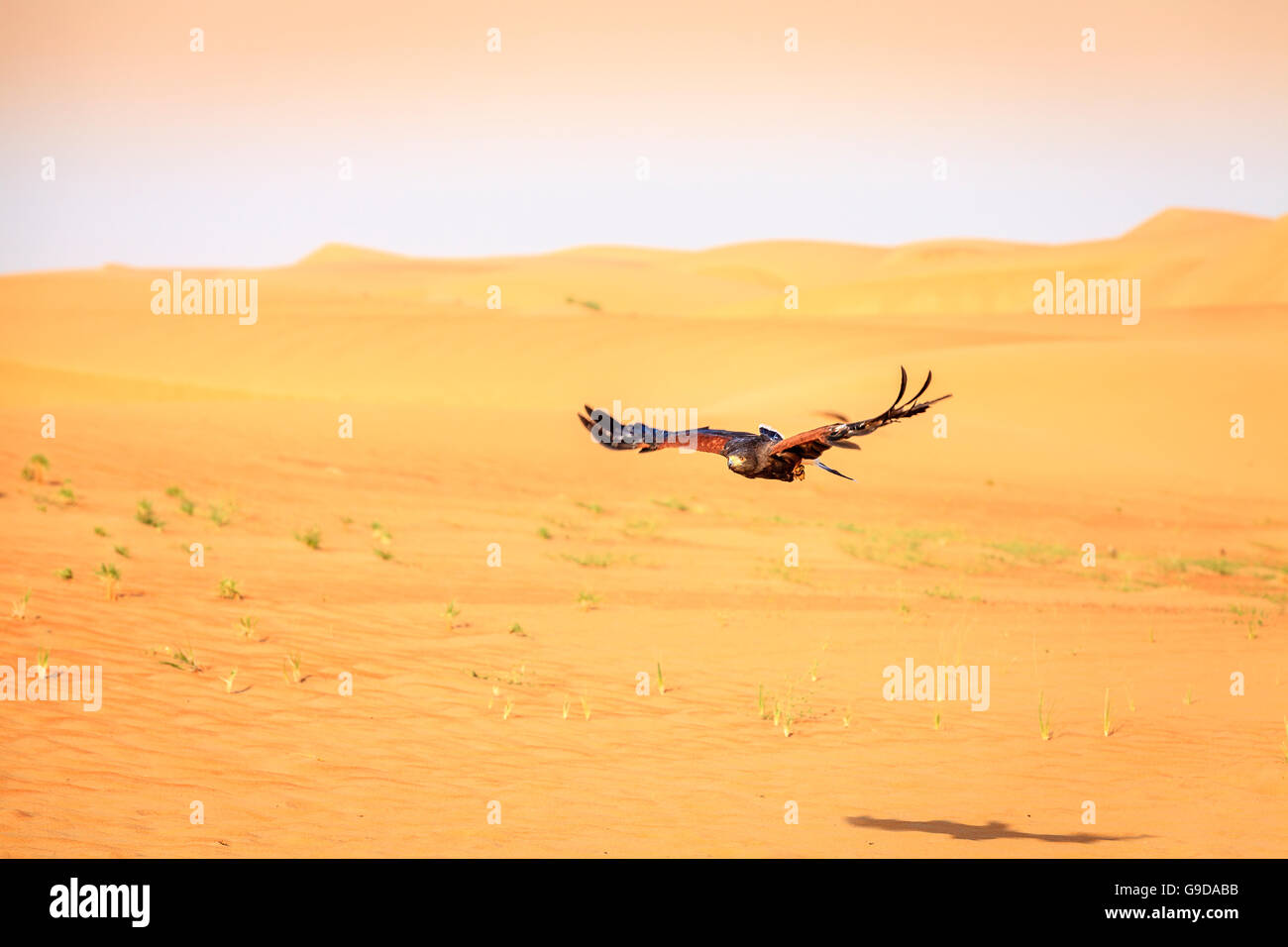 Desert hawk hi-res stock photography and images - Alamy