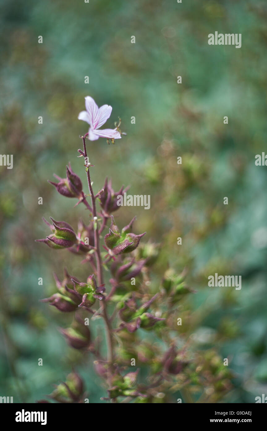 Dictamnus flower hi-res stock photography and images - Alamy