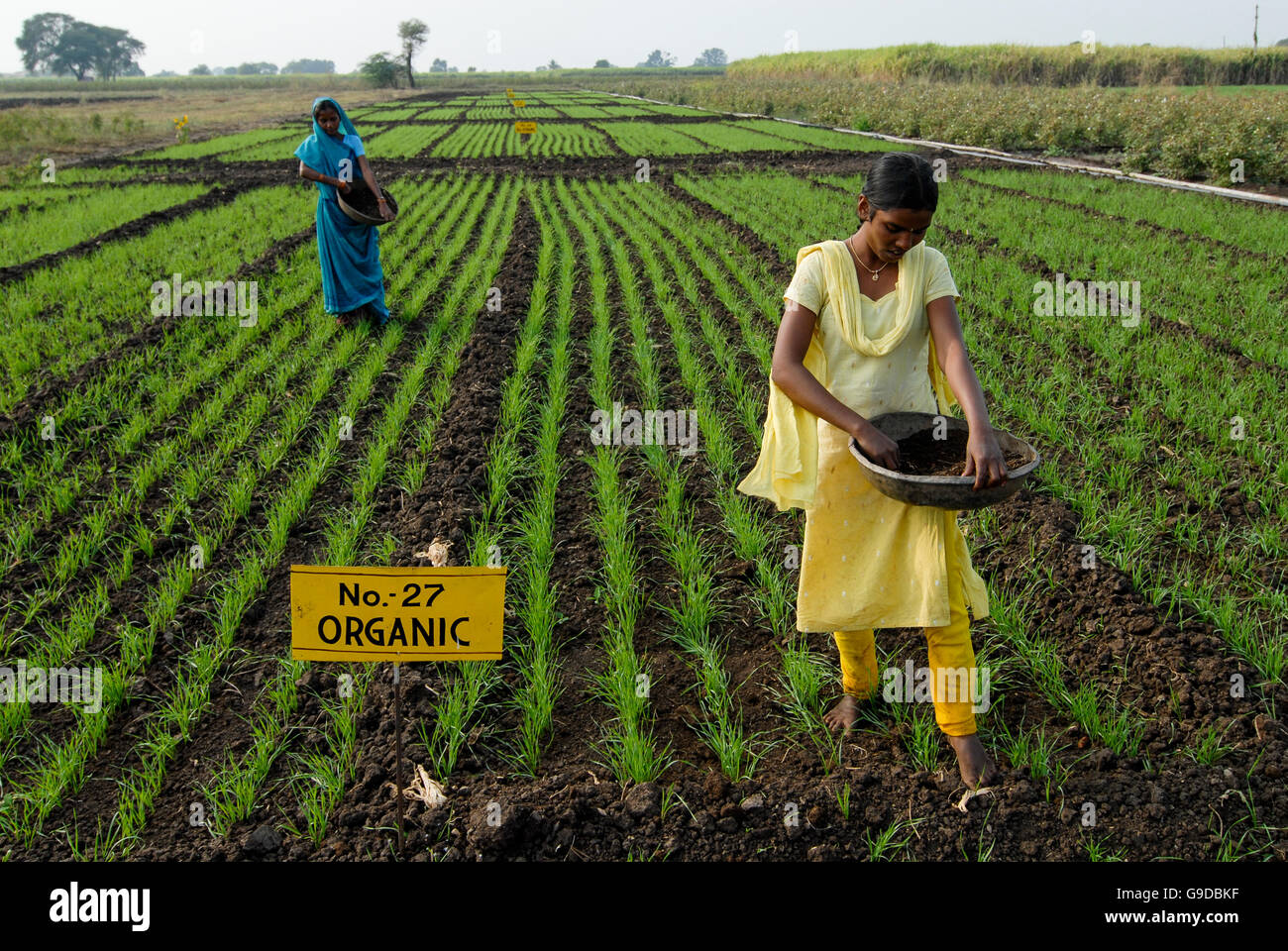 INDIA Madhya Pradesh , organic cotton project in Kasrawad , trial farm ...
