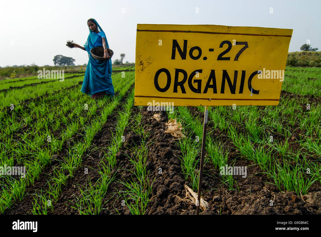 INDIA Madhya Pradesh , organic cotton project in Kasrawad , trial farm ...