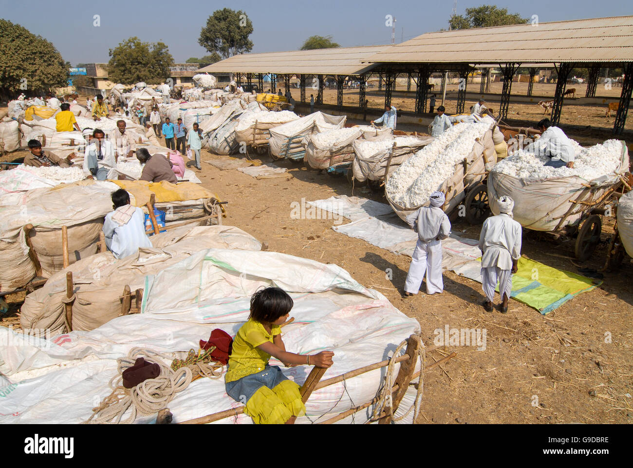 Bt cotton india hi-res stock photography and images - Alamy
