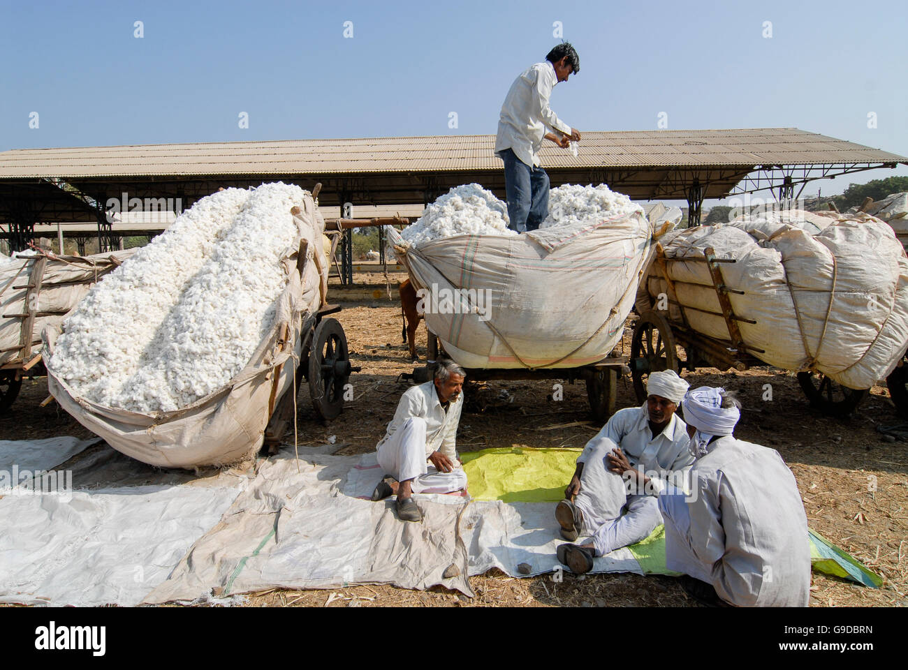 INDIA Madhya Pradesh , Kasrawad, farmer sell harvested cotton on cotton ...