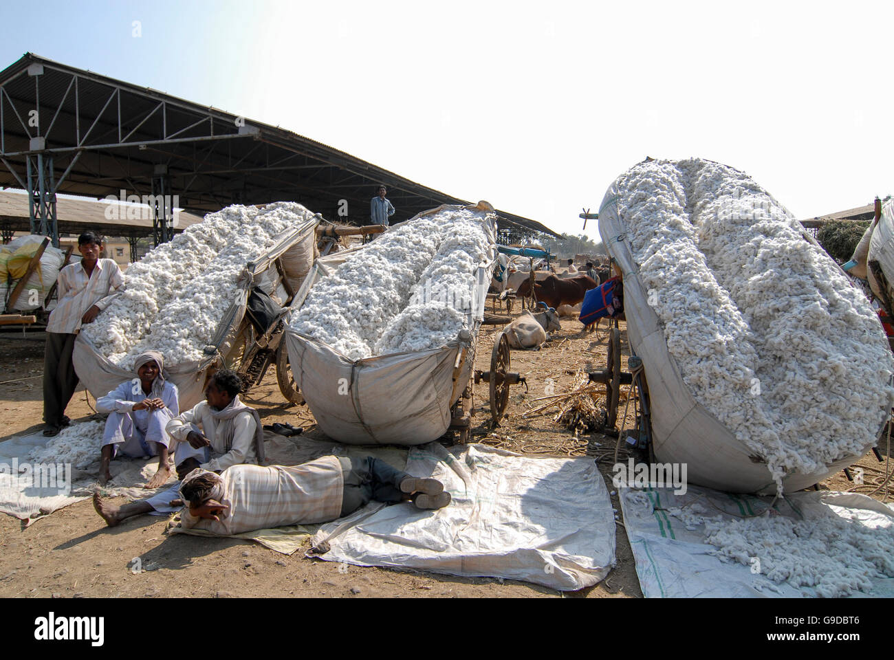 INDIA Madhya Pradesh , Kasrawad, farmer sell harvested cotton on cotton ...