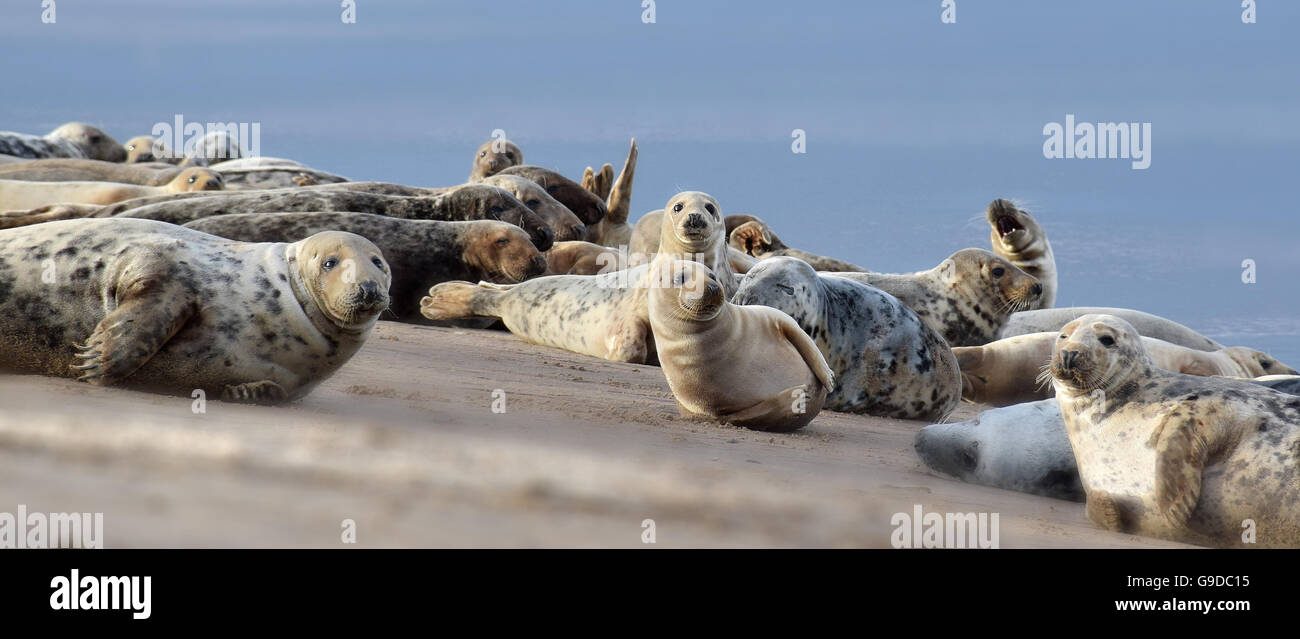 Group of seals hi-res stock photography and images - Alamy