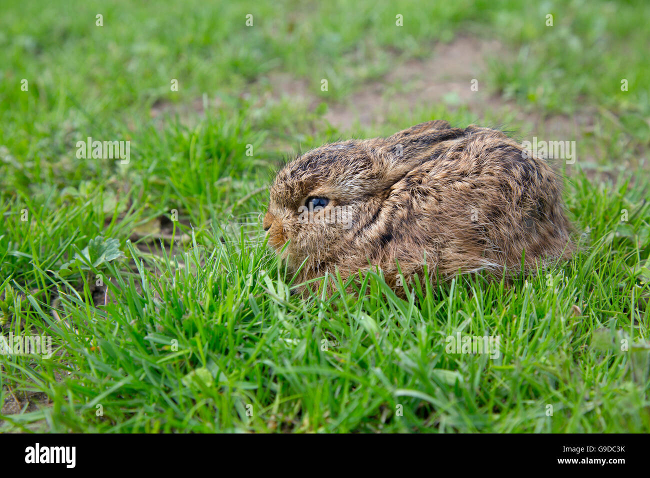 Brown Hare Lepus europaeus young Leveret hidden in grass field Norfolk ...