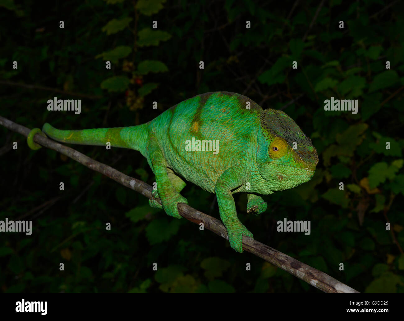 Female chameleon (Calumma parsonii parsonii), rainforest, Ranomafana ...